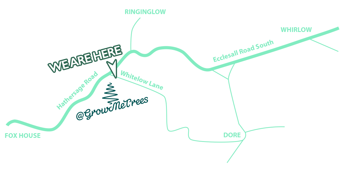 Sheffield Christmas Tree Farm - Pick your own!