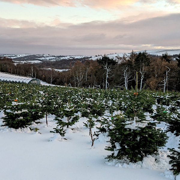 Sheffield Christmas Tree Farm - Pick your own!