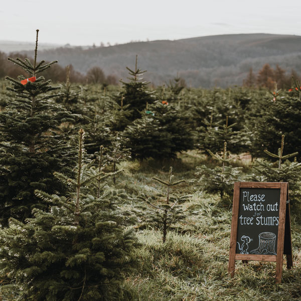 Sheffield Christmas Tree Farm - Pick your own!