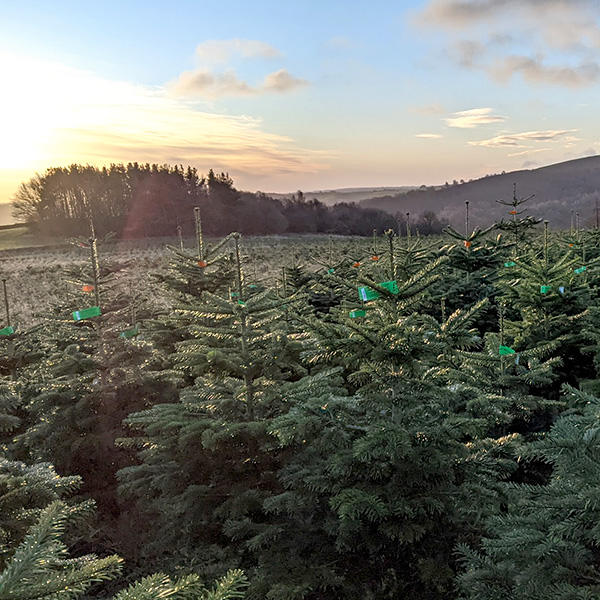 Sheffield Christmas Tree Farm - Pick your own!